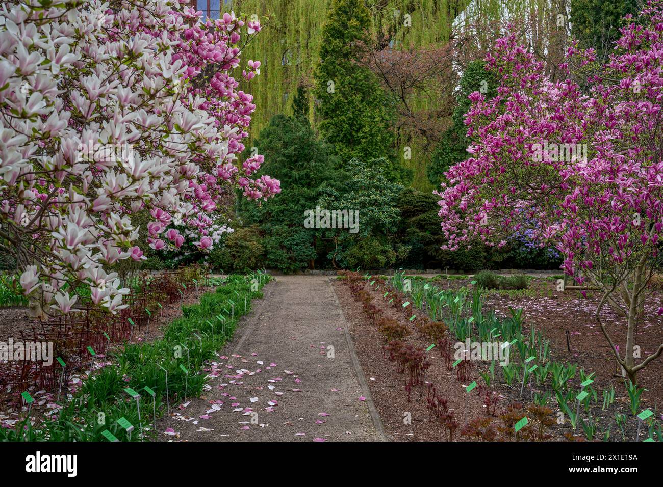 Botanical gardens in the spring Wroclaw Lower Silesia Poland blooming ...
