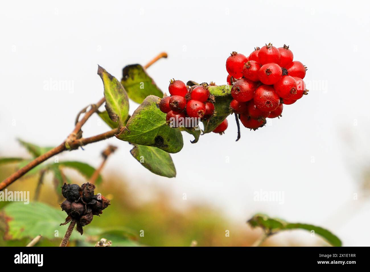 Clusters of red berries, which ripen in autumn, of wild Common ...