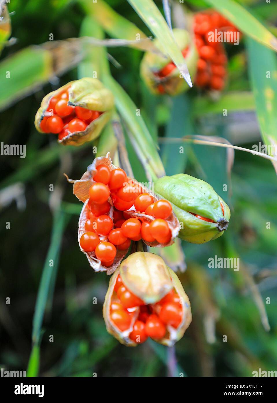 The vivid red berries of Iris foetidissima, the stinking iris, gladdon ...