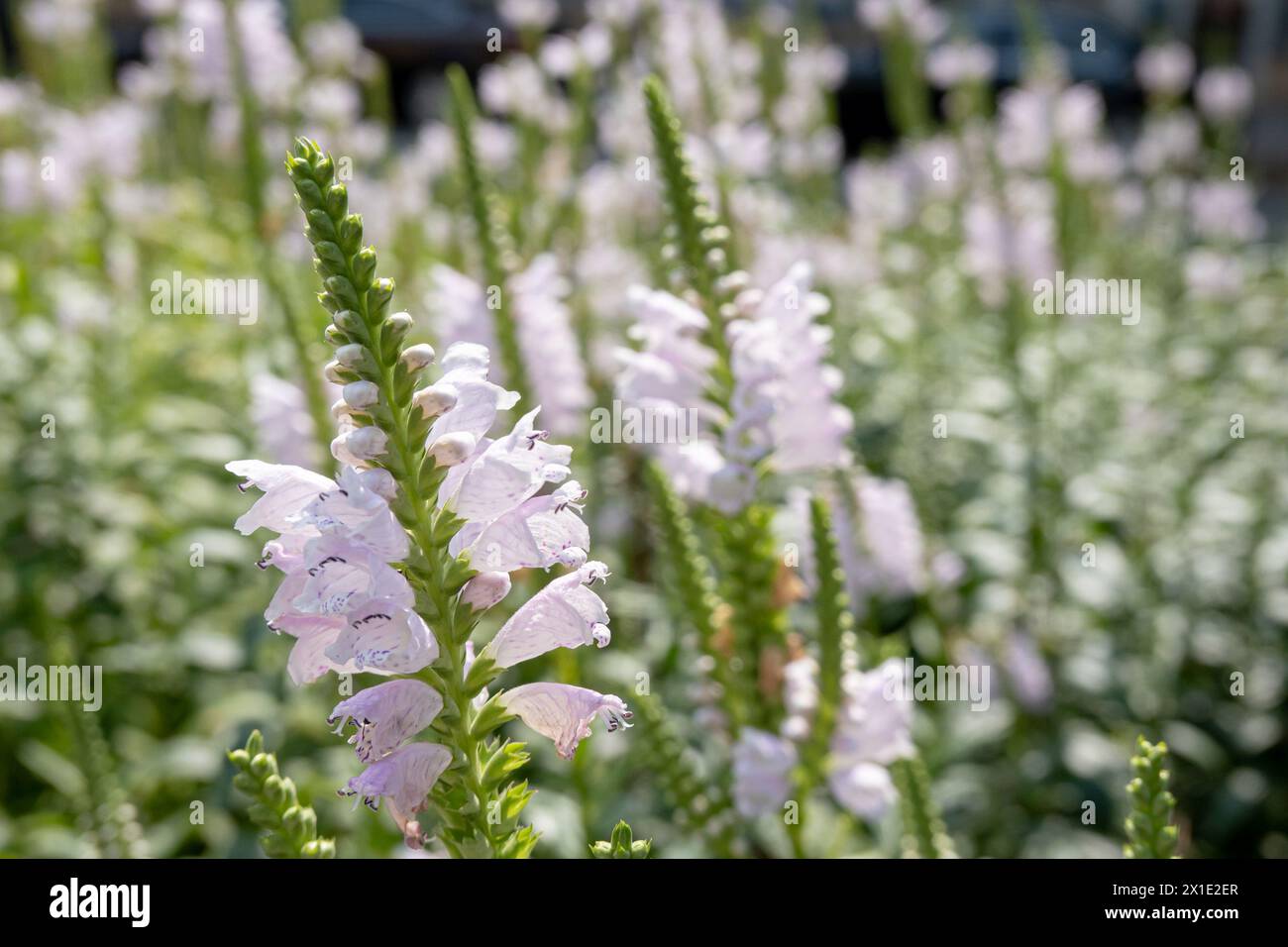 Obedient plant hi-res stock photography and images - Alamy
