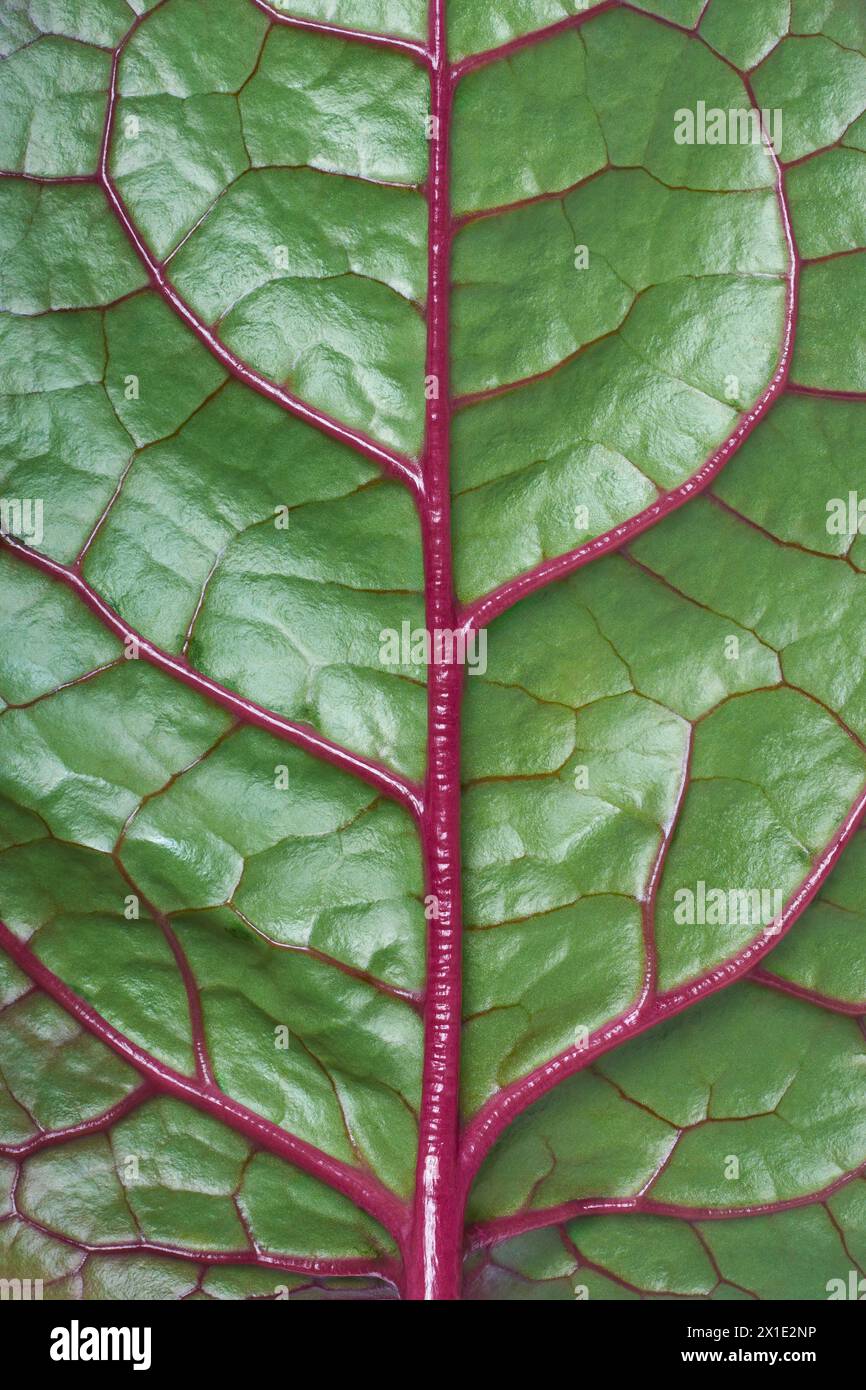 green tropical leaf surface texture, glossy purple thick embossed veins ...