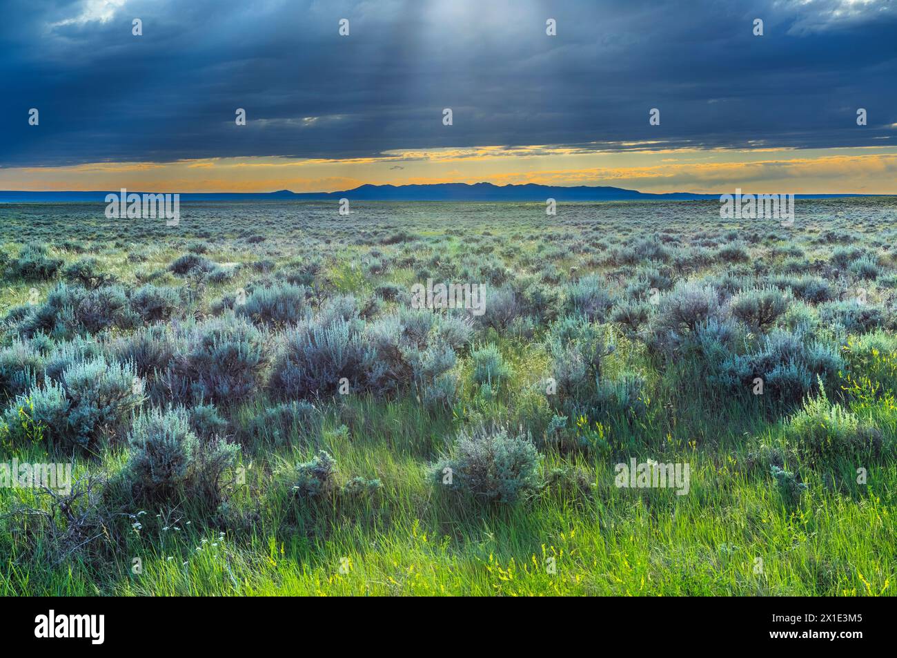 Sagebrush hi-res stock photography and images - Alamy