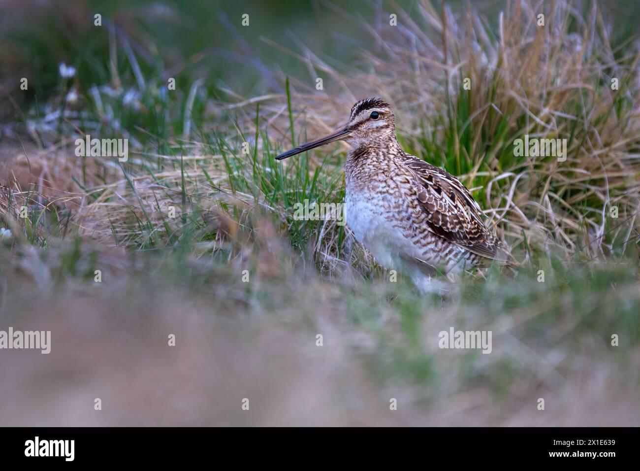 The common snipe (Gallinago gallinago) is a small, stocky wader native ...