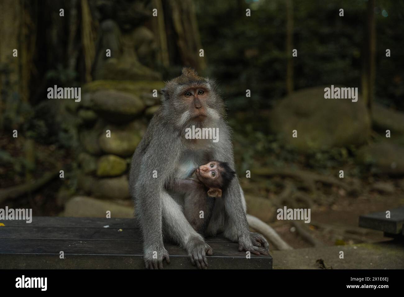 Family of monkeys at Monkey forest, Ubud, Bali, Indonesia Stock Photo ...