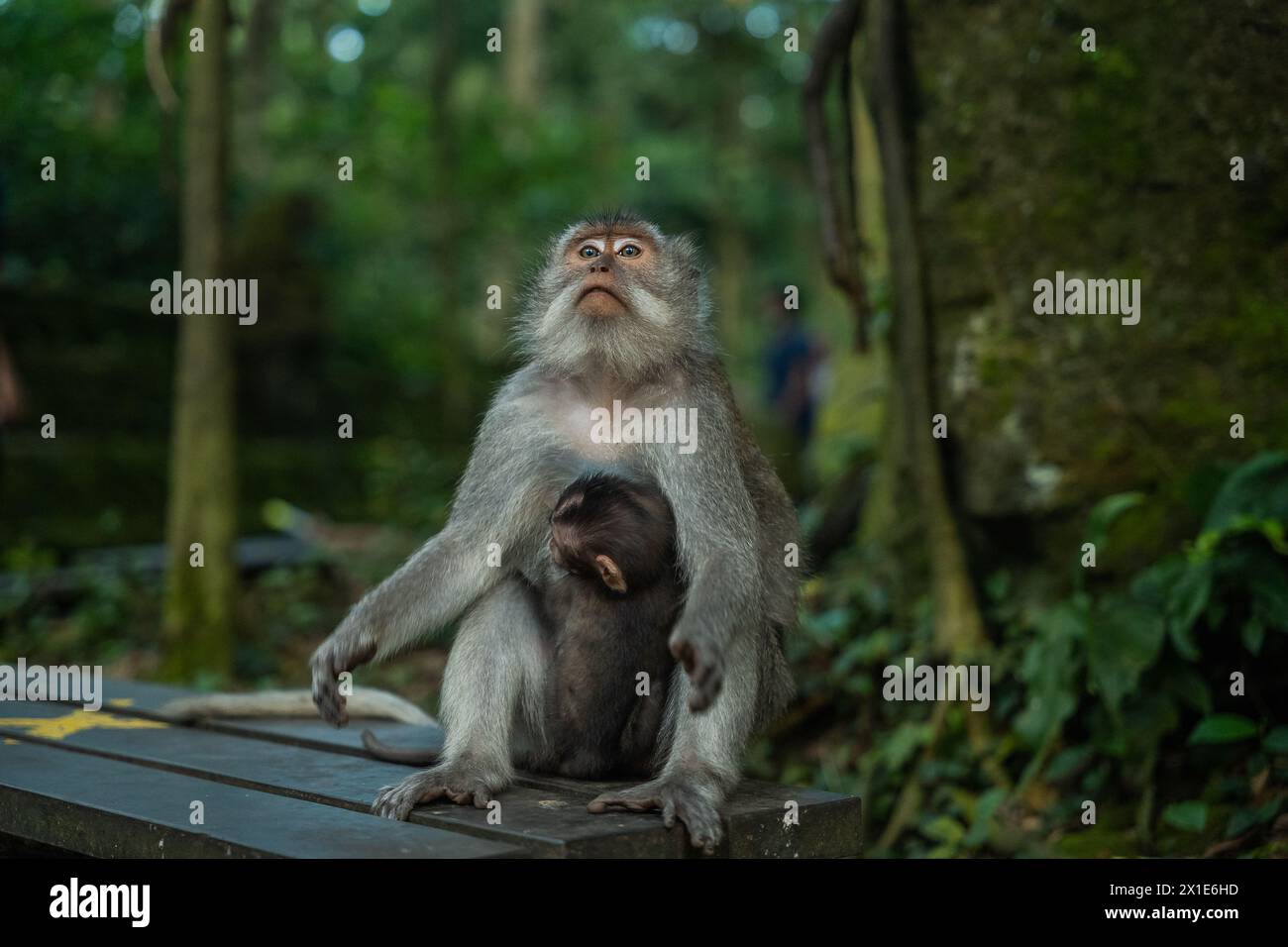Family of monkeys at Monkey forest, Ubud, Bali, Indonesia Stock Photo ...
