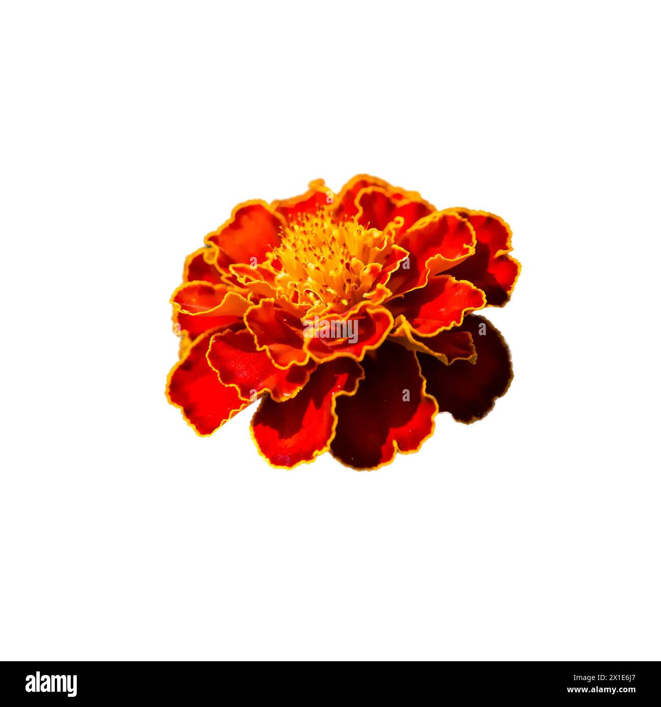 Garden Marigold: A single marigold with red and orange petals on a ...