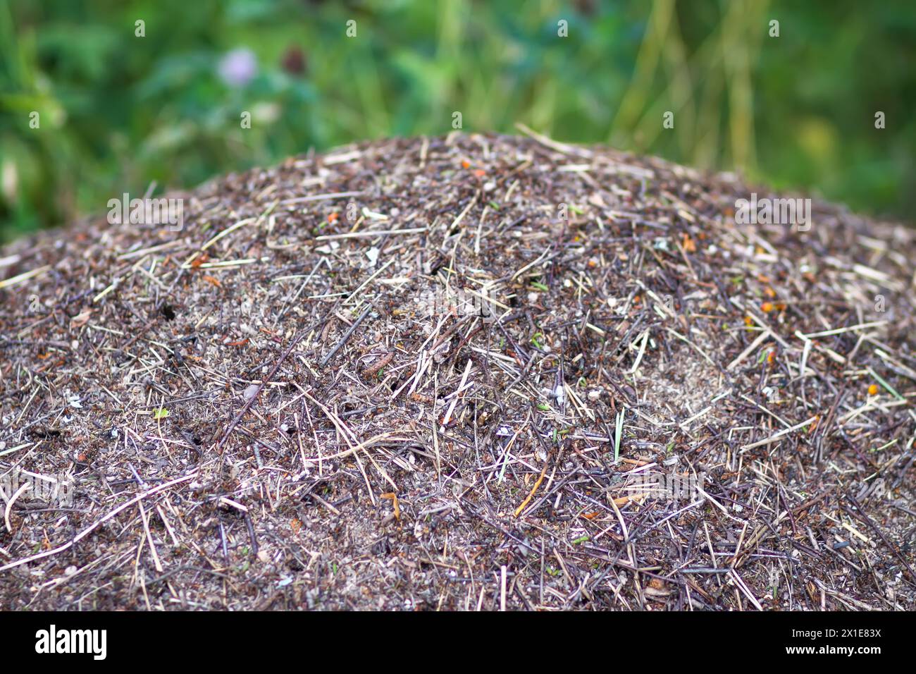 An anthill with a colony of ants in a wild forest Stock Photo - Alamy