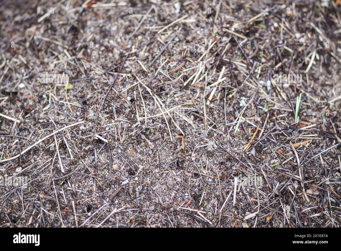 Ants life in big anthill hi-res stock photography and images - Alamy