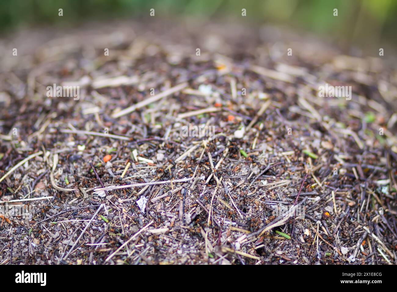 An anthill with a colony of ants in a wild forest Stock Photo - Alamy