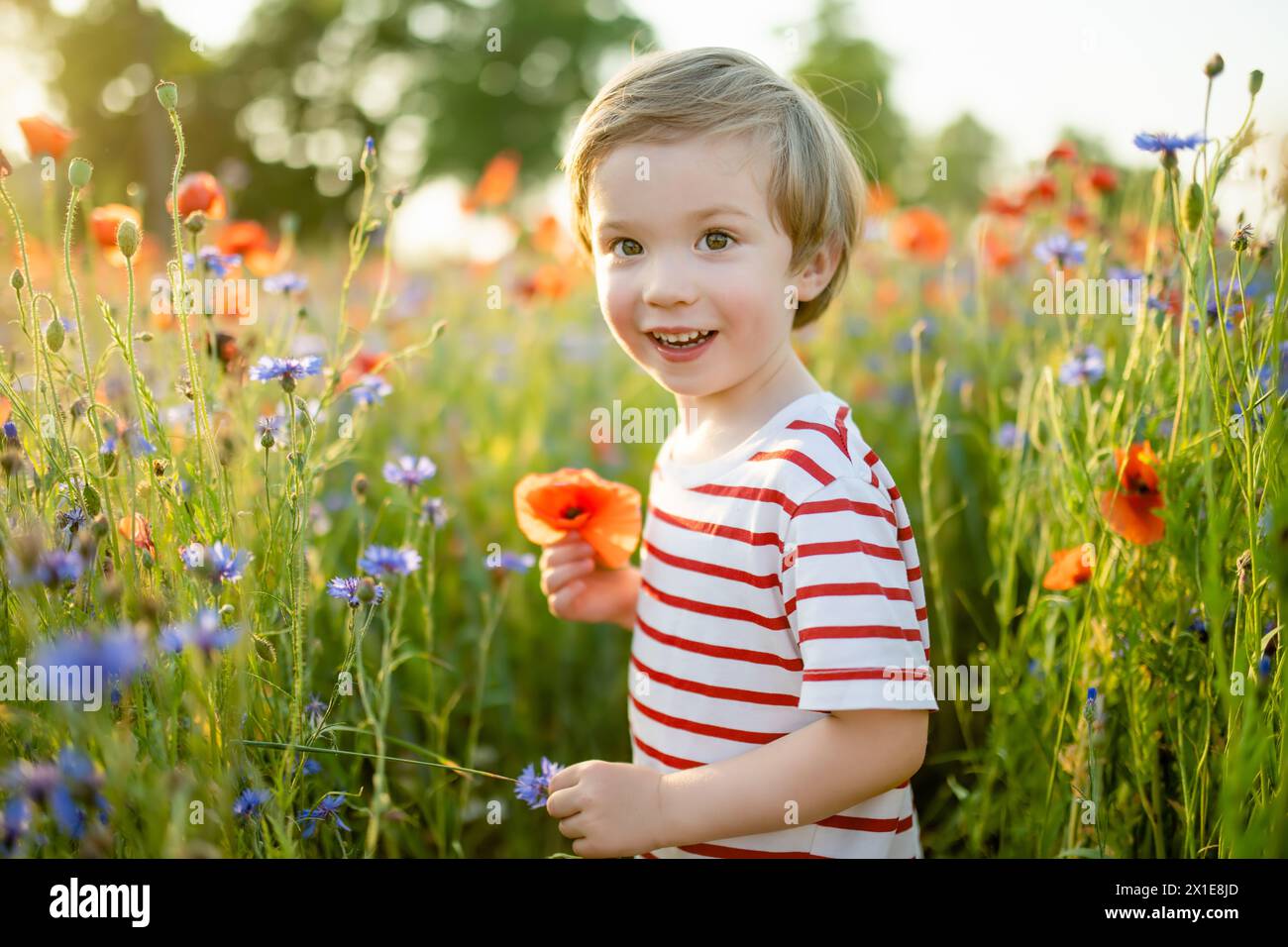 Cute little boy admiring poppy and knapweed flowers in blossoming poppy ...