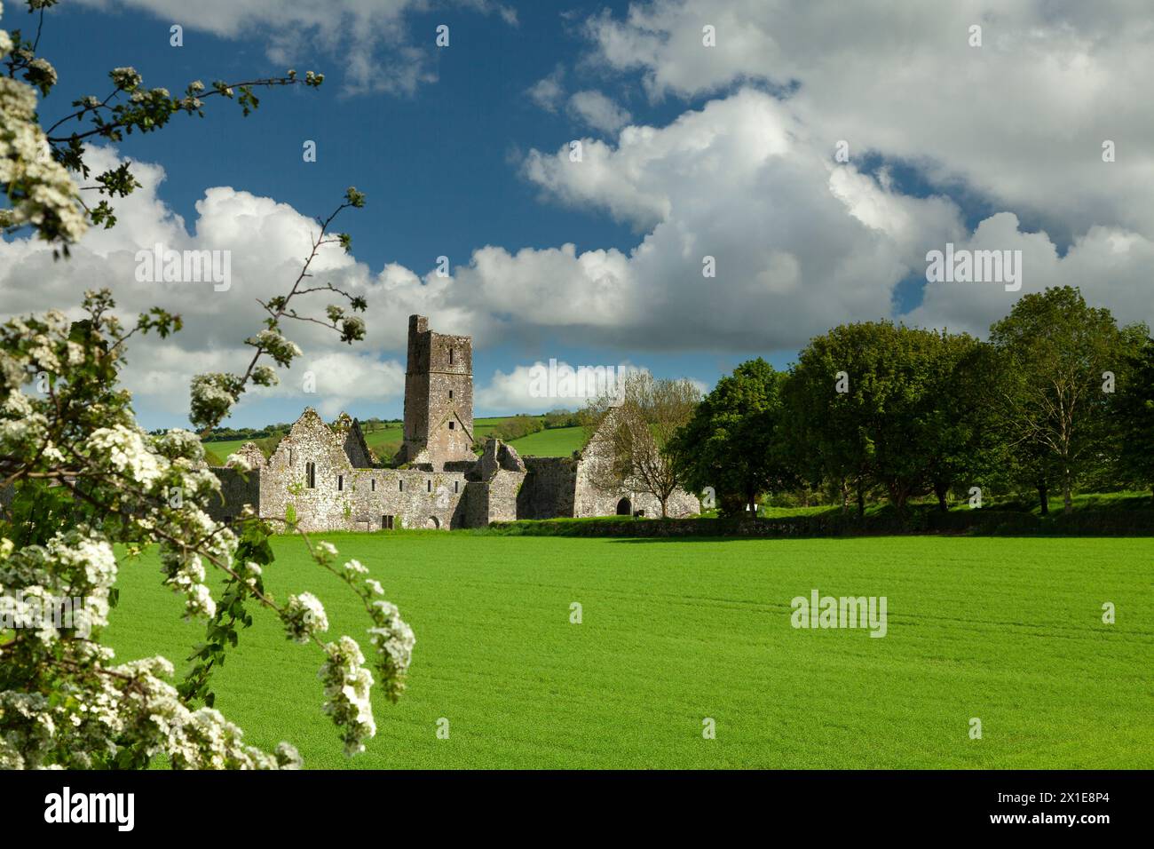 Ruins of Kilcrea abbey on farmland in County Cork in Munster region of ...