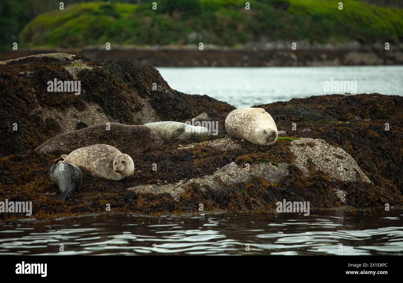 Group of common seals with seal pup resting on a rock by Garinish ...