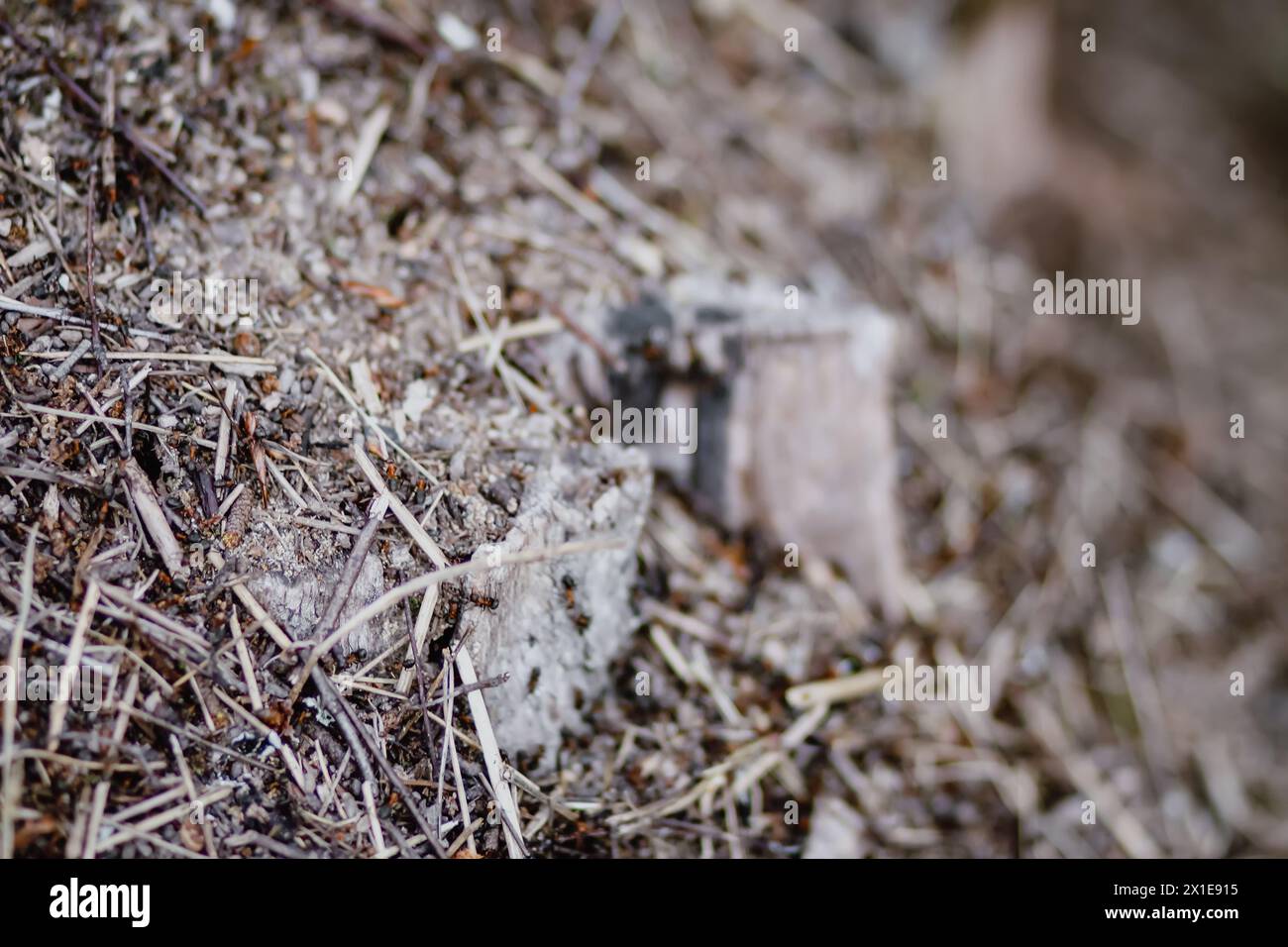 An anthill with a colony of ants in a wild forest Stock Photo - Alamy