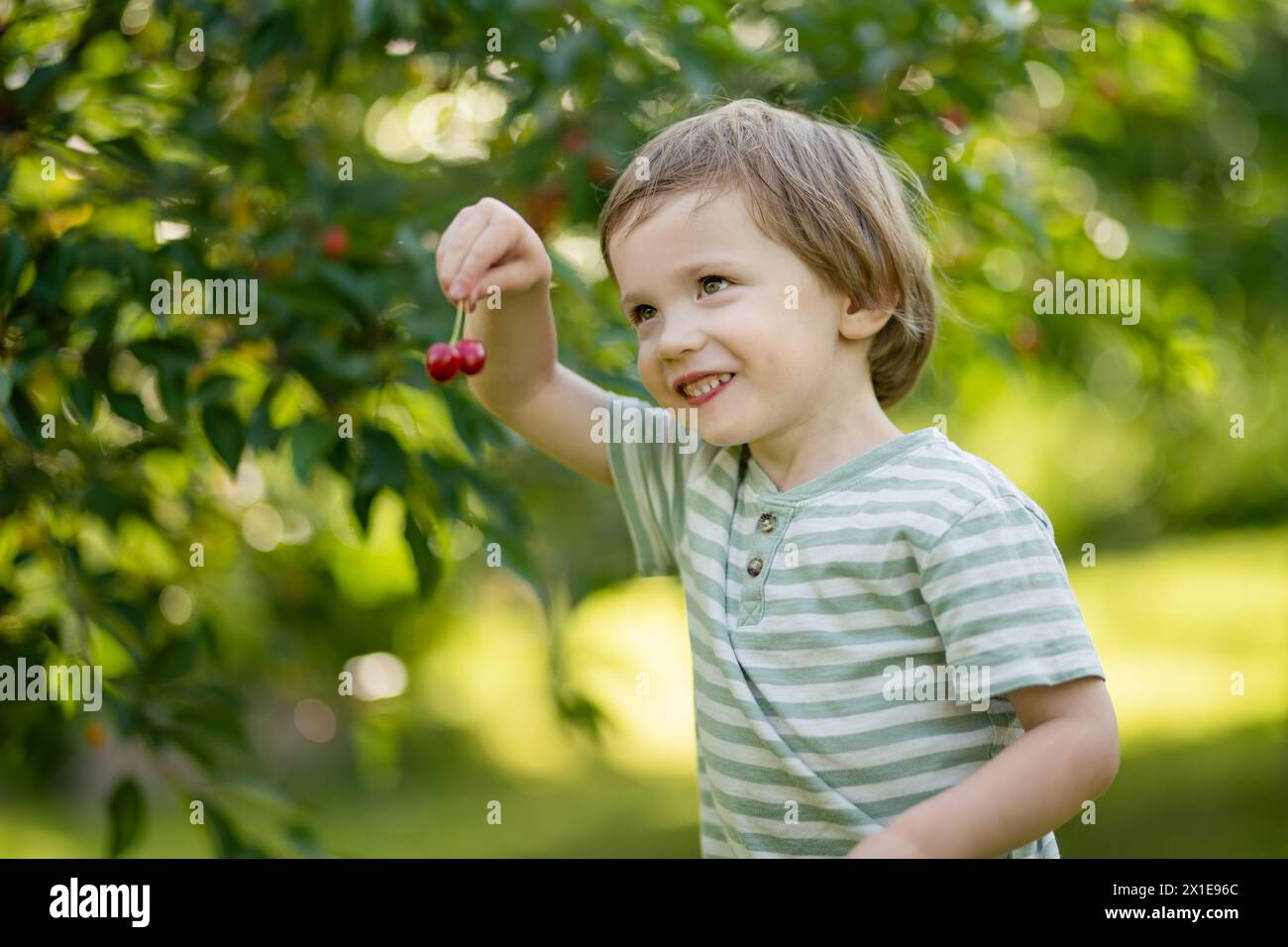 Cute little boy eating fresh organic cherries freshly harvested from ...