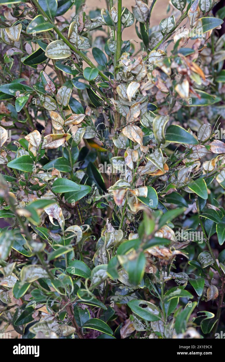 Fremdländische Schmetterlinge Schadensbild von einem Buxbaum, der vom Buxbaumzünsler befallen ...