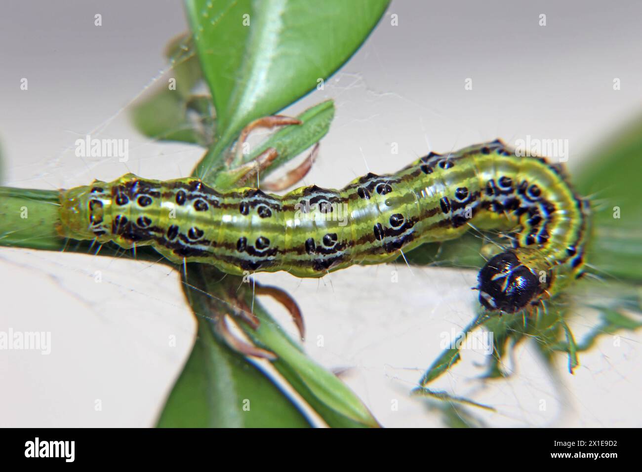 Insekten box hi-res stock photography and images - Alamy