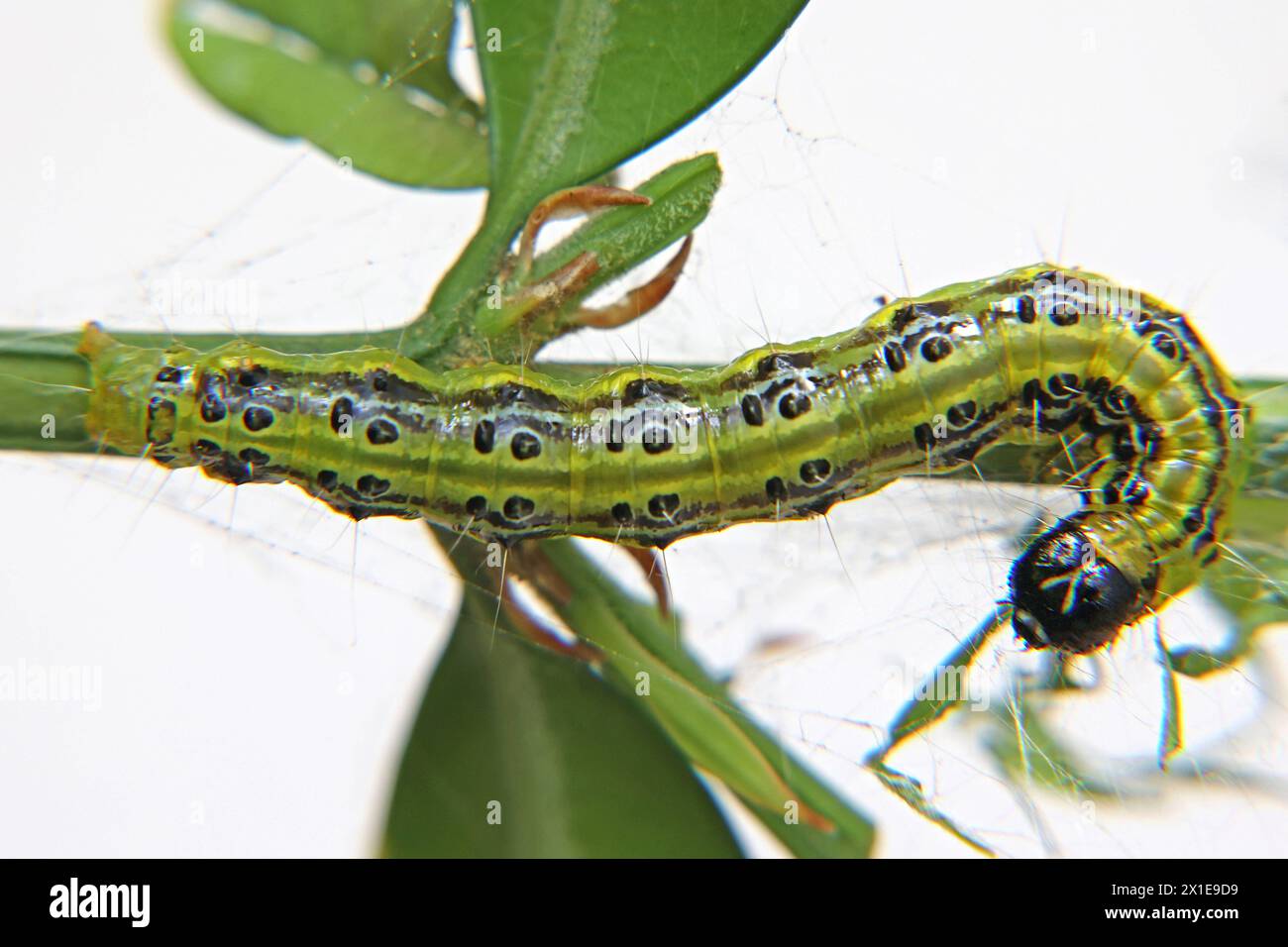 Fremdländische Schmetterlinge Die Raupen des Buchsbaumzünslers, der ein ostasiatischer ...