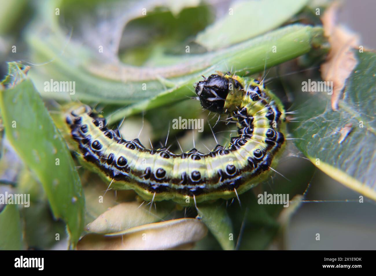 Fremdländische Schmetterlinge Die Raupen des Buchsbaumzünslers, der ein ostasiatischer ...