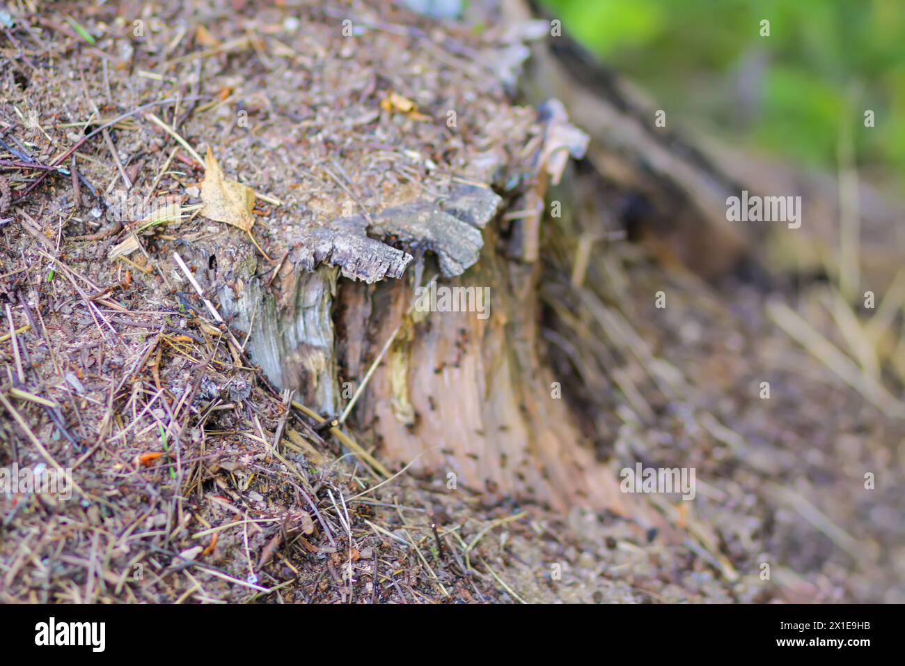 An anthill with a colony of ants in a wild forest Stock Photo - Alamy