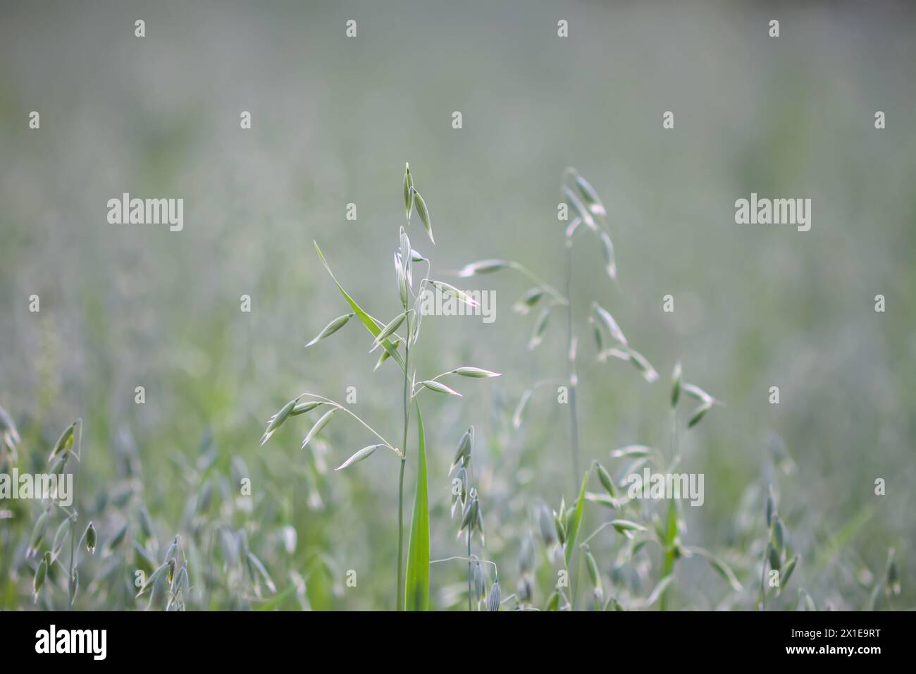 Green oat grow on cultivated farm field Stock Photo - Alamy
