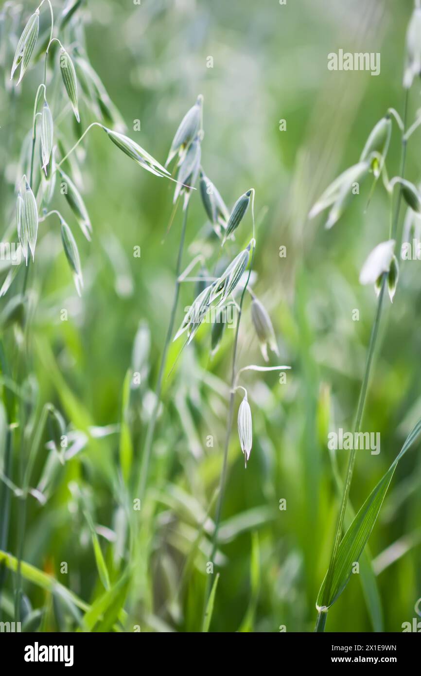 Young oat crop growing hi-res stock photography and images - Alamy