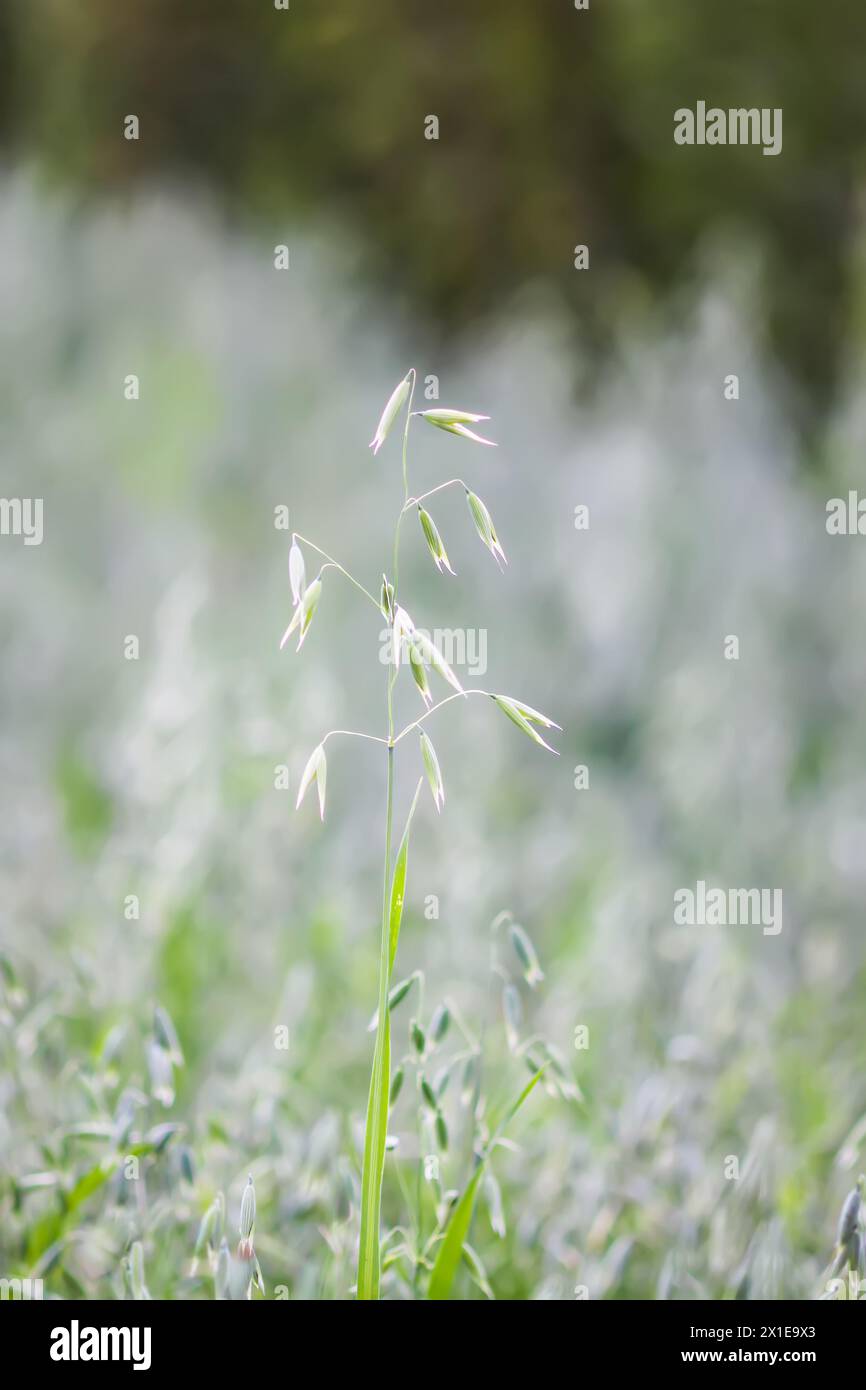 Green oat grow on cultivated farm field Stock Photo - Alamy