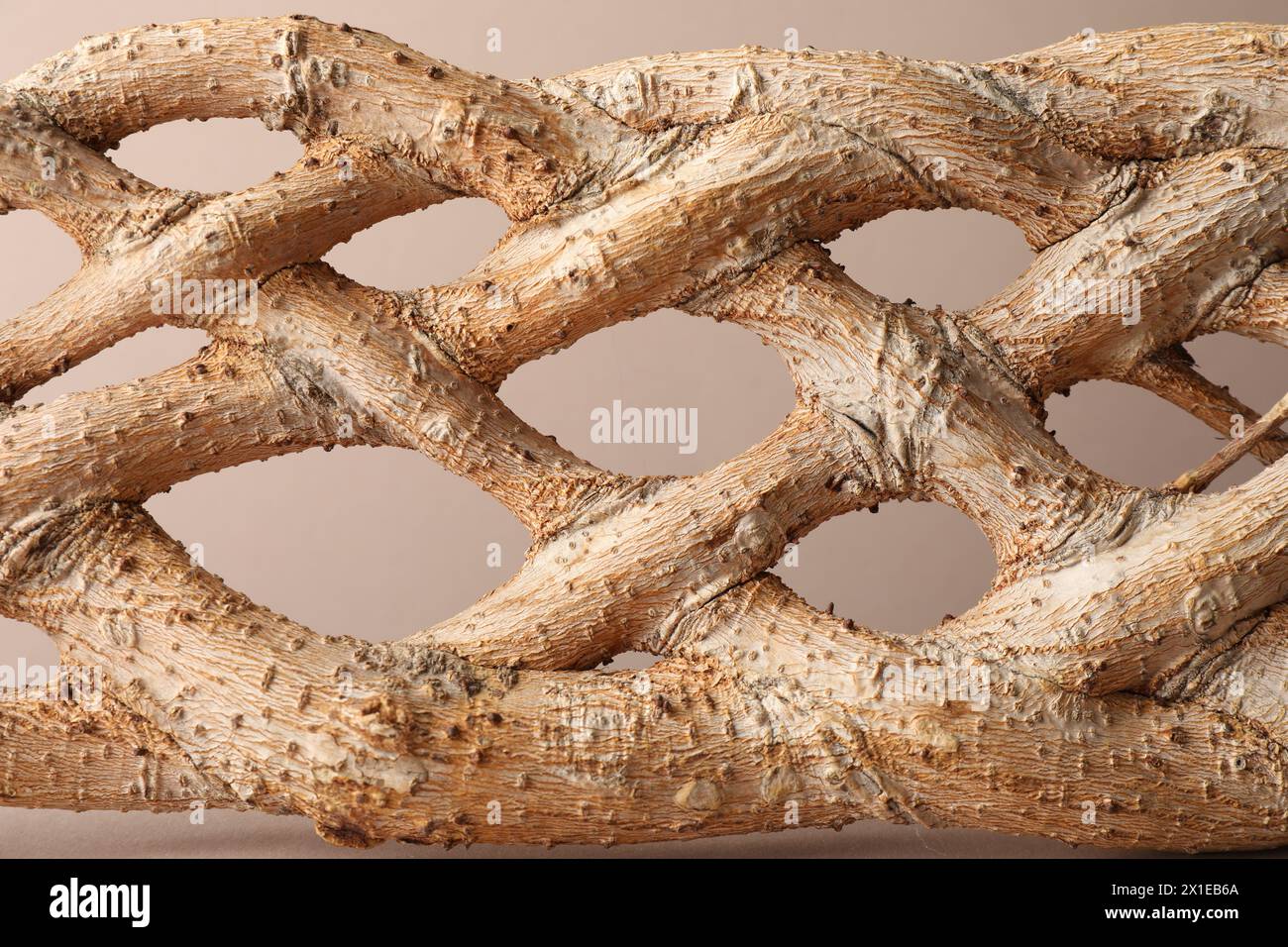 Braided trunk hi-res stock photography and images - Alamy