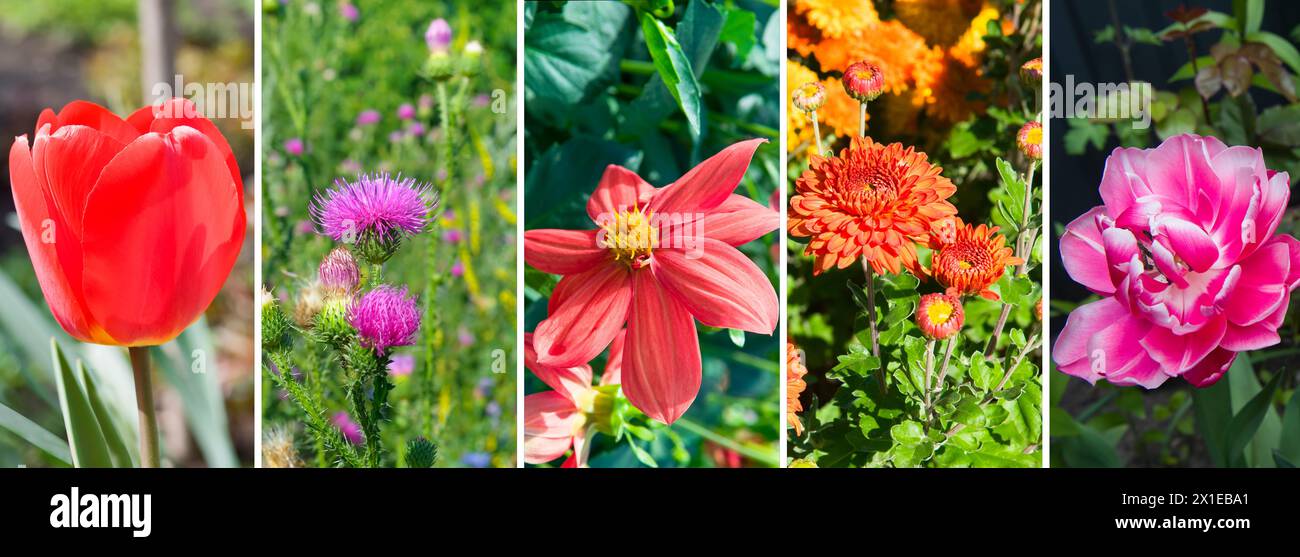 Photo collage of garden flowers. Wide photo Stock Photo - Alamy