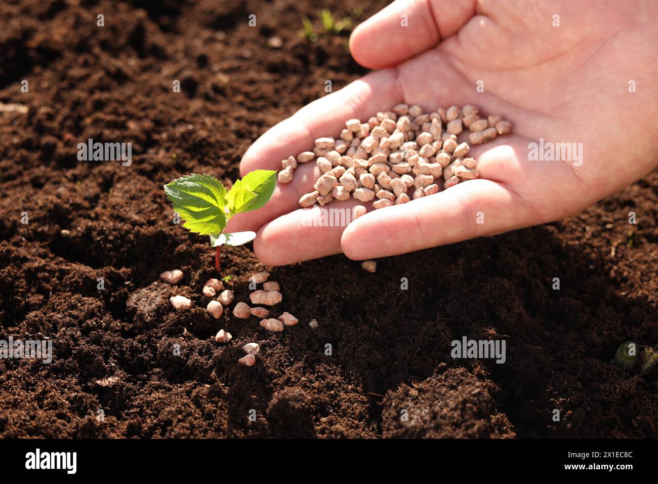 Man fertilizing soil with growing sprout, closeup Stock Photo - Alamy