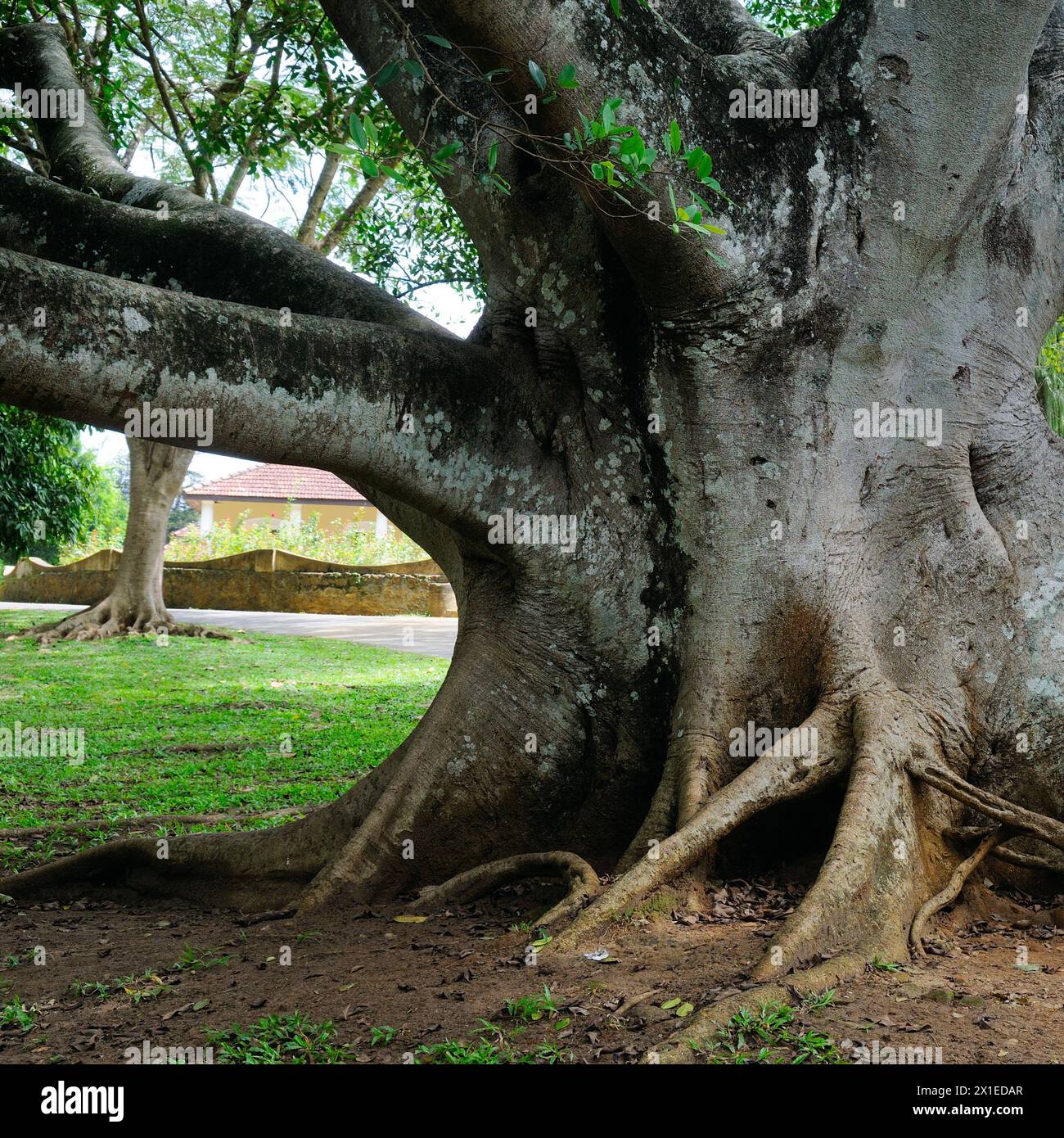 Trunk, branches and roots of Ficus benjamina in a botanical garden. Sri ...