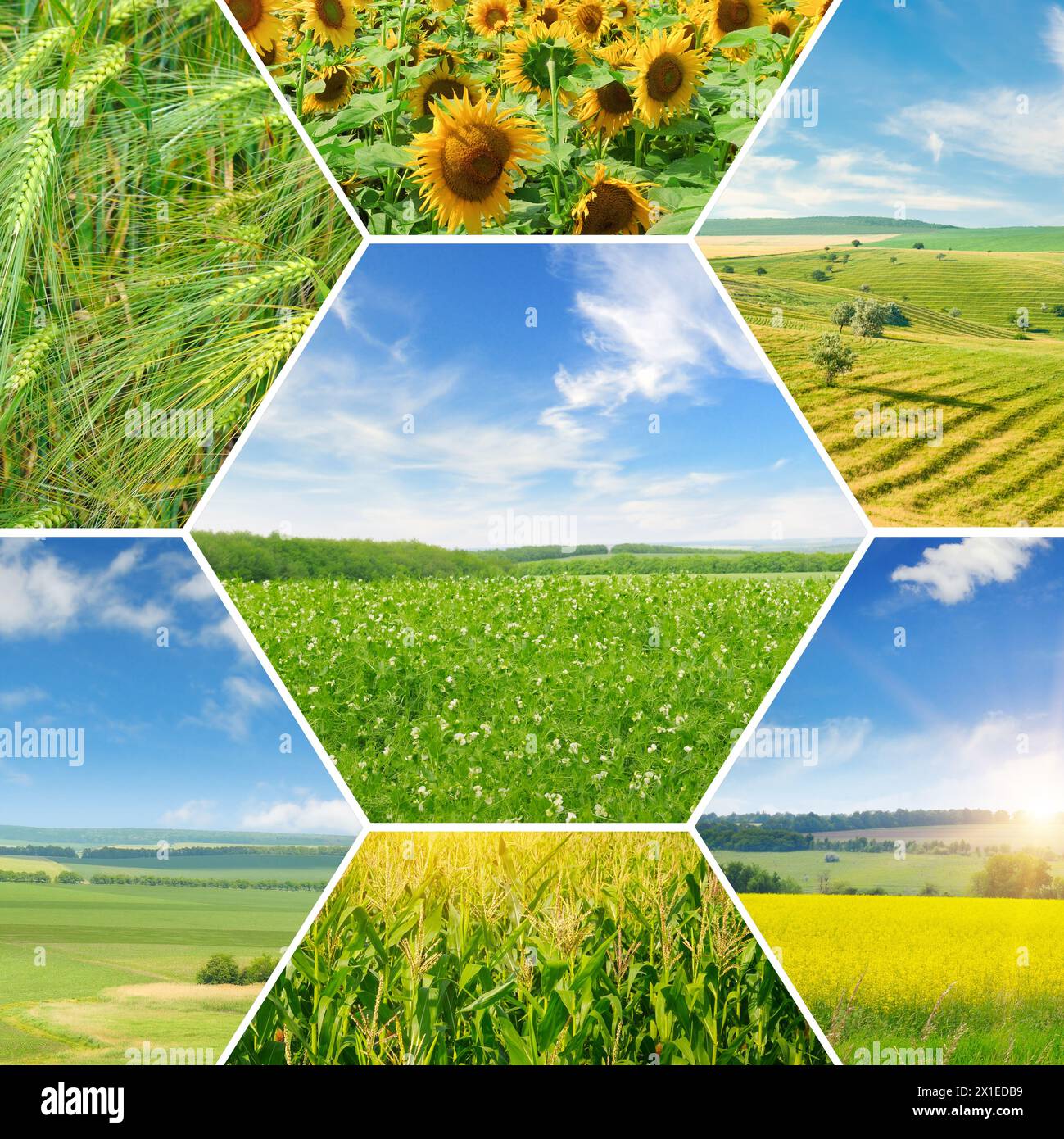 Fields with agricultural plants. Photo collage Stock Photo - Alamy