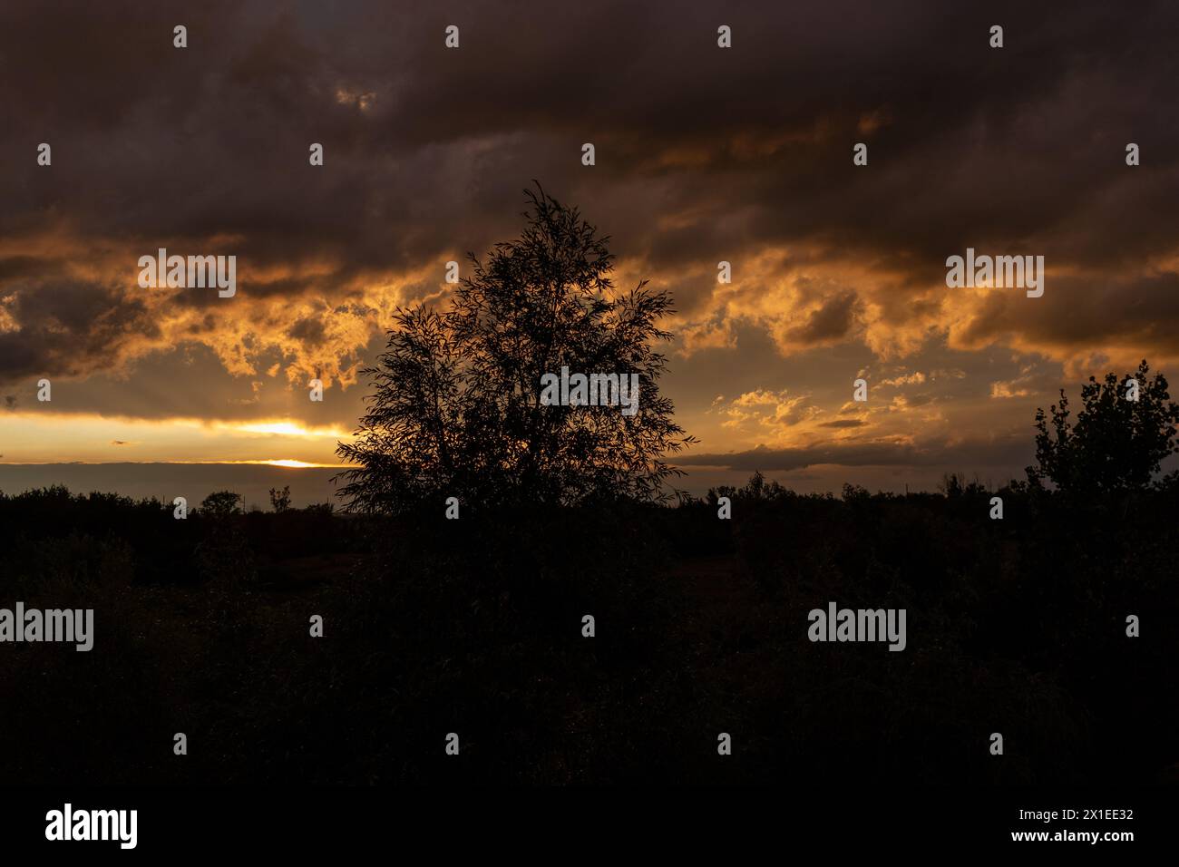 Golden hour glow - sunset illuminates dark sky - silhouetted dense ...