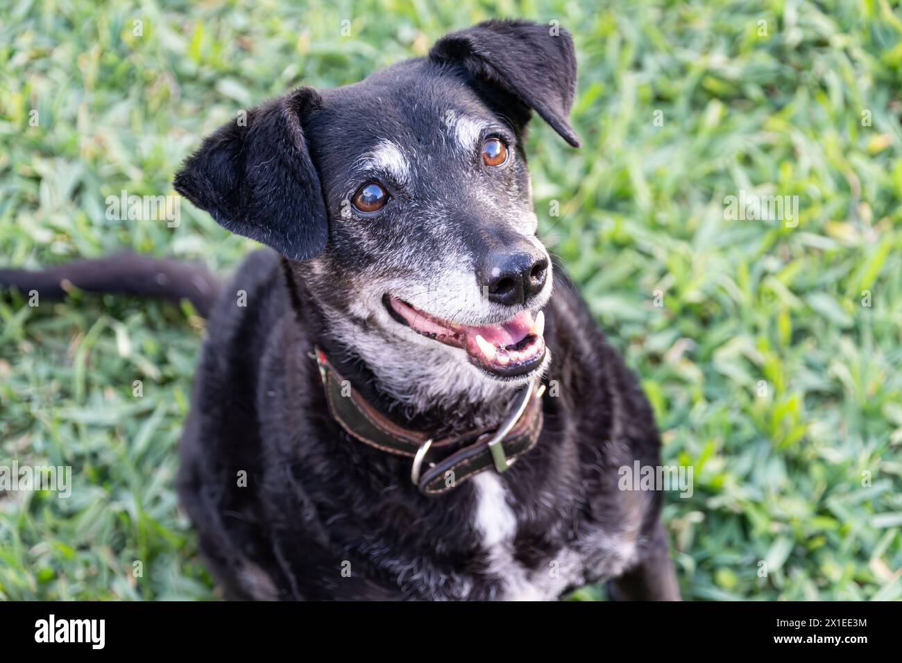 Beautiful mongrel dog sitting with an attentive look at his owner while ...