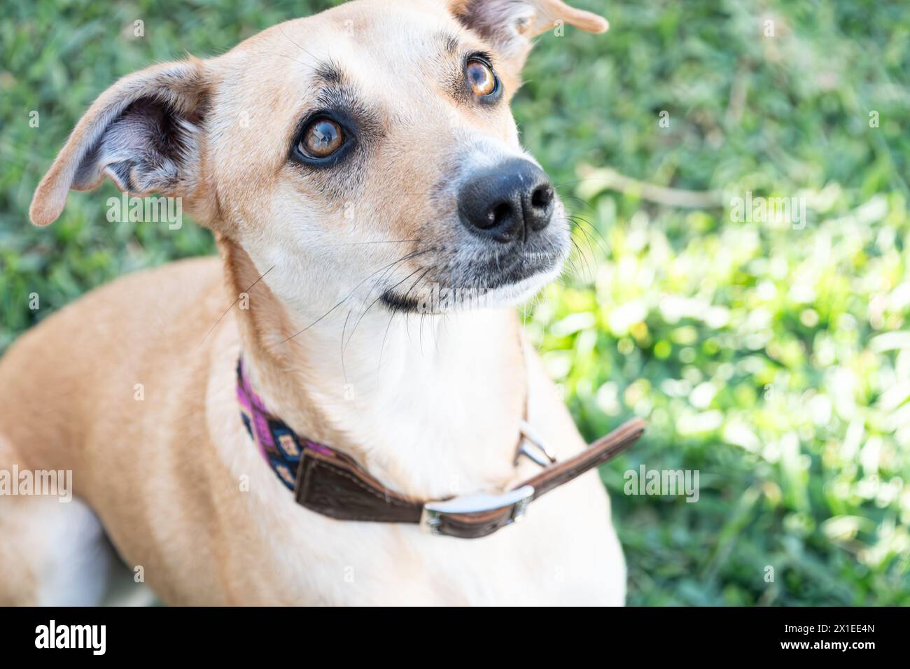 Beautiful mongrel dog sitting with an attentive look at his owner while ...