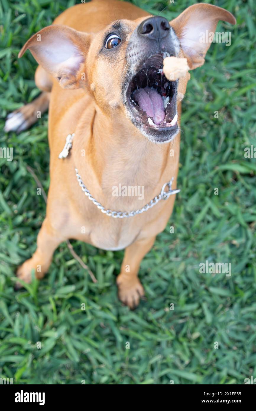 Beautiful dachshund mix cross dog makes funny faces as he tries to grab ...