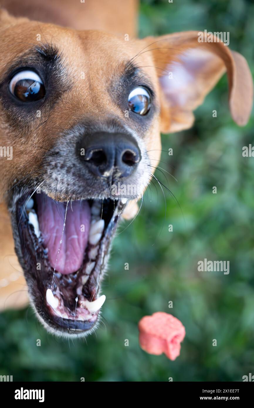 Beautiful dachshund mix cross dog makes funny faces as he tries to grab ...
