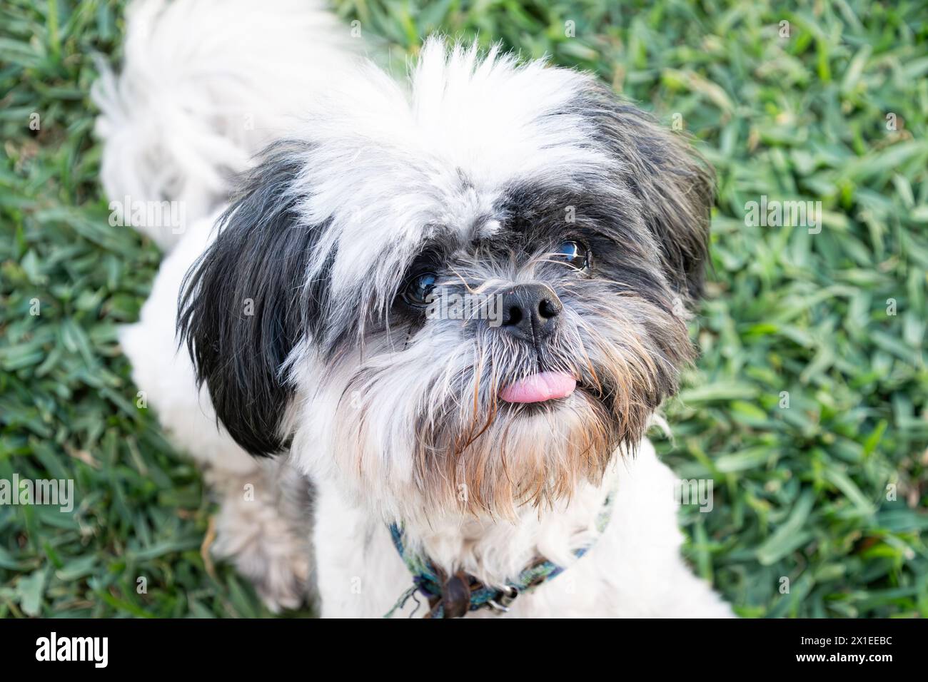 Cute shih tzu sticks out his tongue with a longing face for food Stock ...