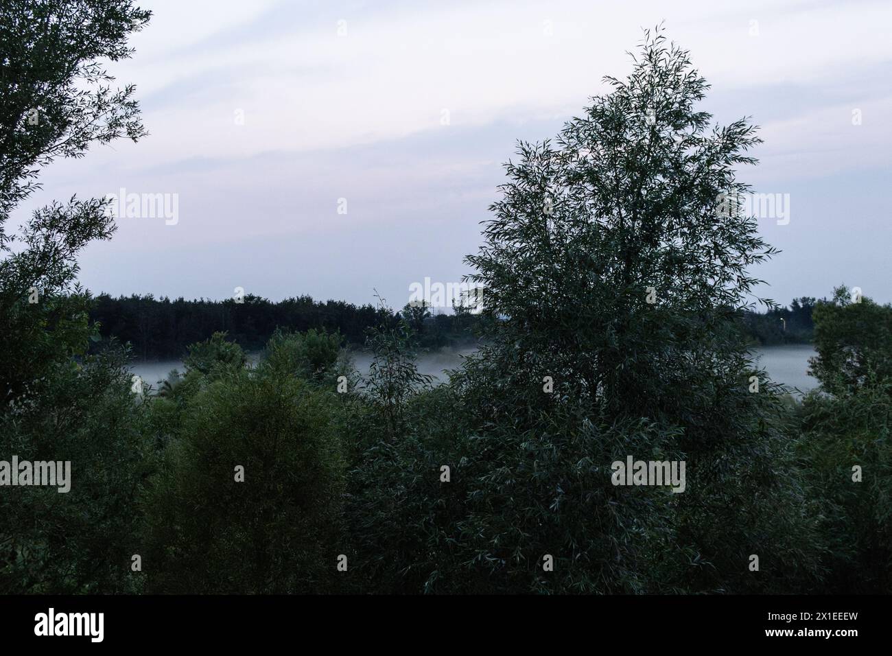 Misty morning landscape - dense green foliage - distant foggy horizon ...