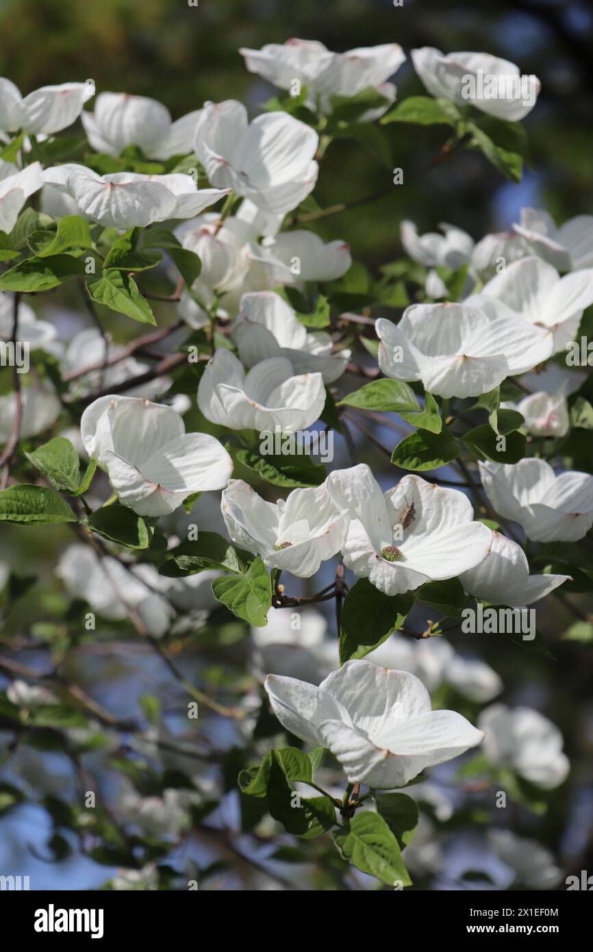 Cornus flower hi-res stock photography and images - Alamy