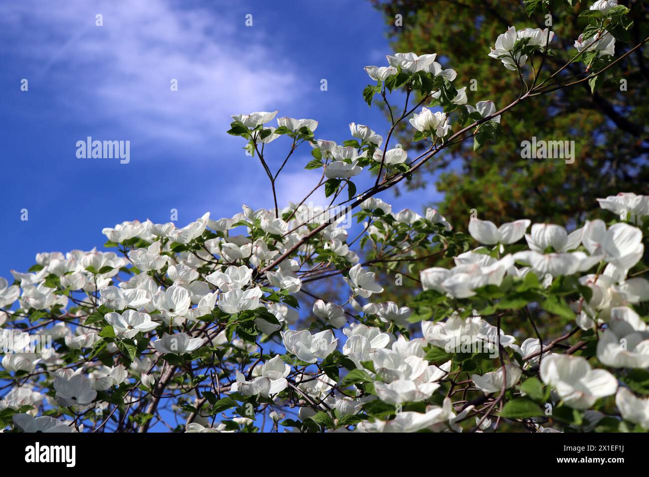 Cornus cornel cornaceae dogwood hi-res stock photography and images - Alamy
