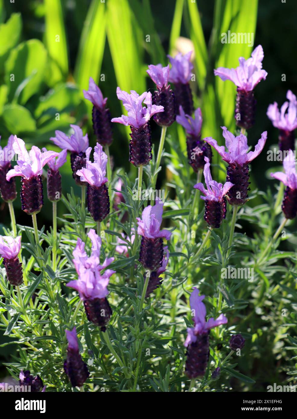 Purple lavender shrub green hi-res stock photography and images - Alamy