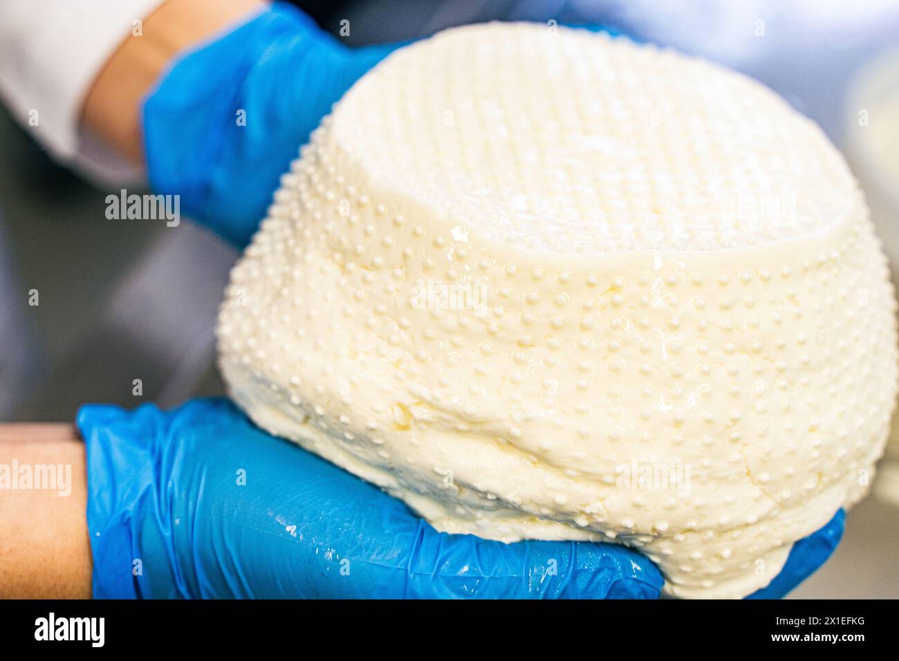 Production of mozzarella cheese, ricotta. Cheese preparations in the ...