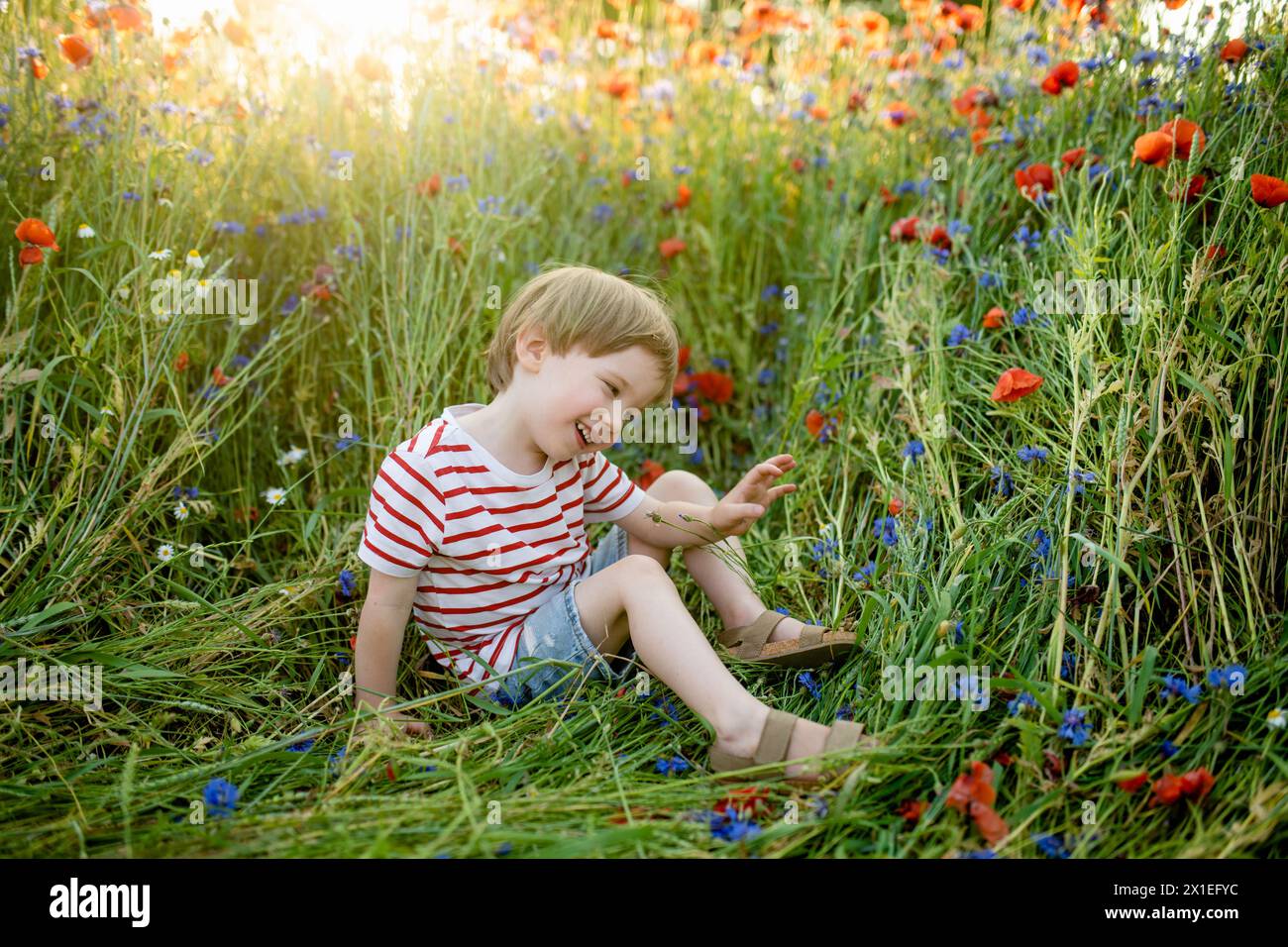 Cute little boy admiring poppy and knapweed flowers in blossoming poppy ...