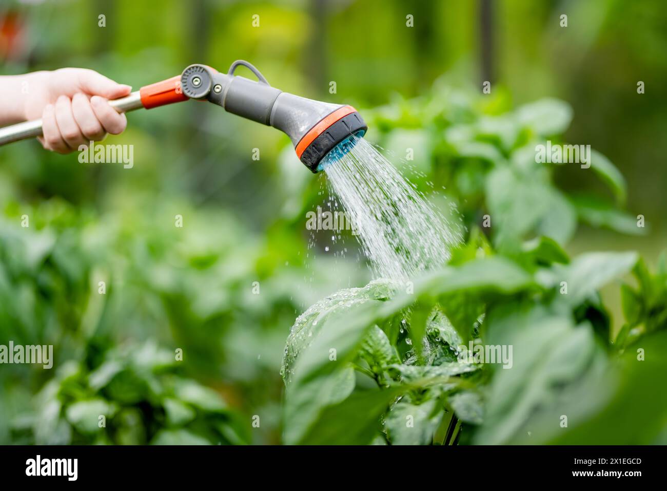 Close-up of hose nozzle watering vegetables in a greenhouse on sunny ...