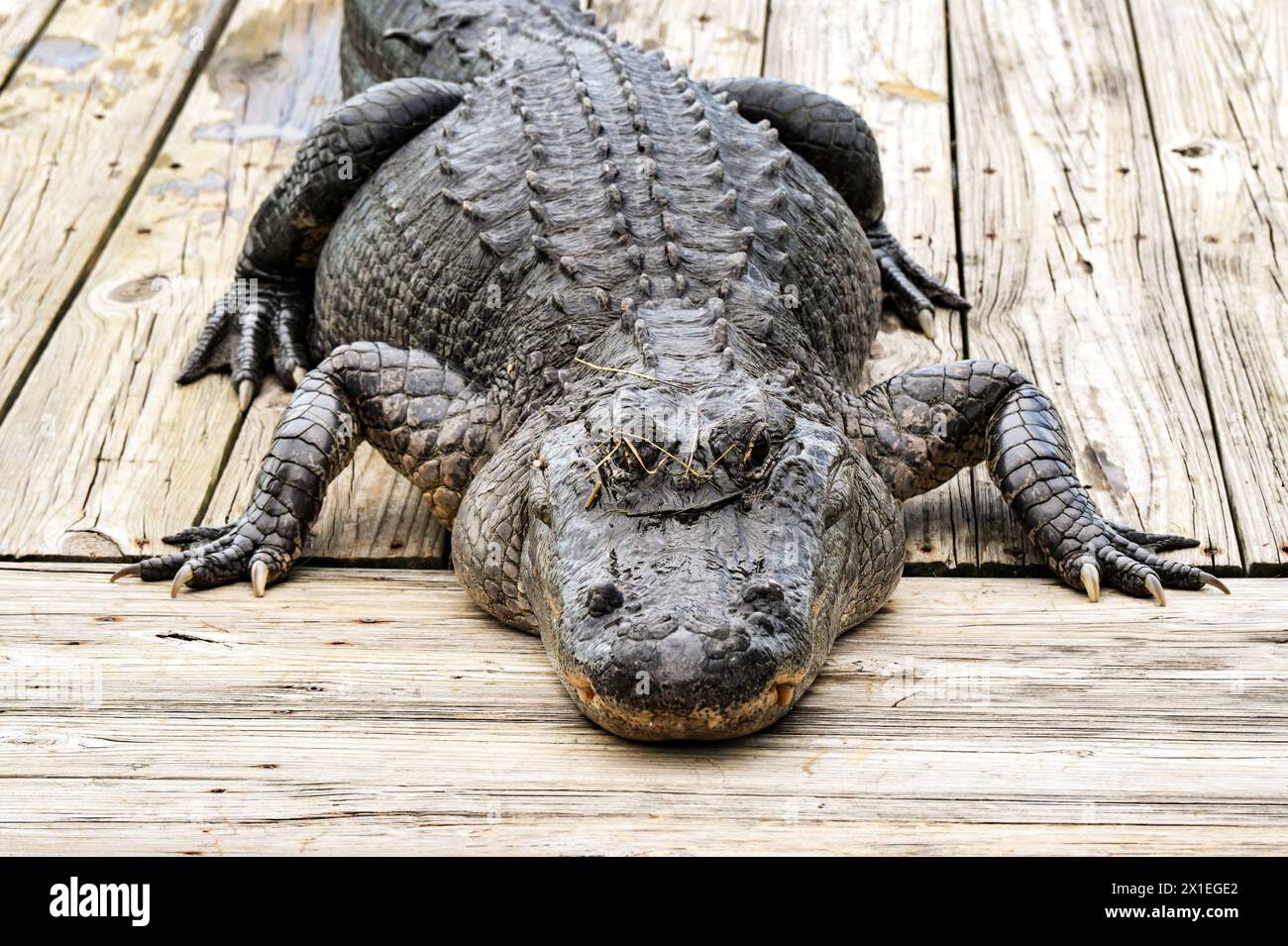 Close up head on view of a large alligator Stock Photo - Alamy