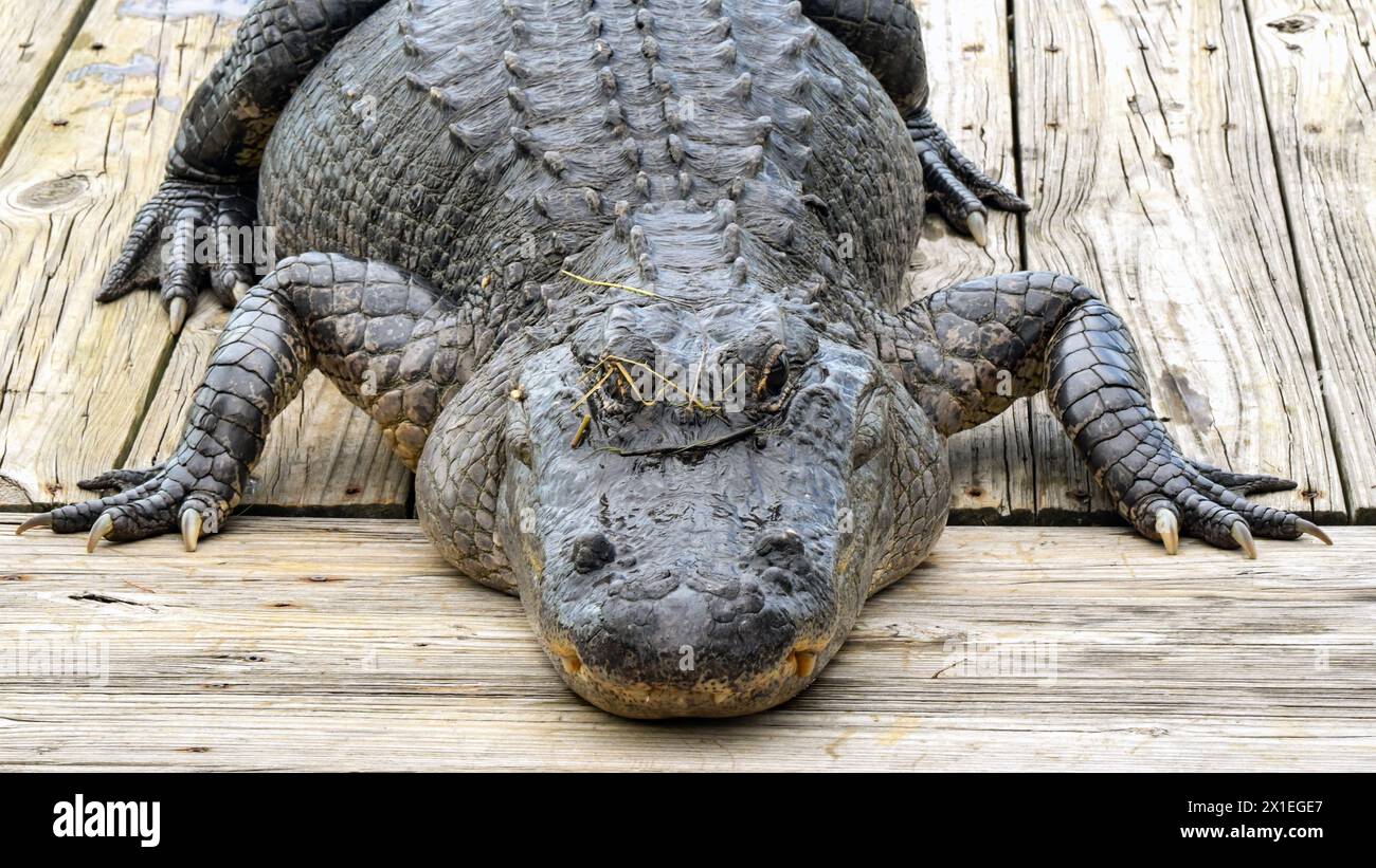 Close up head on view of a large alligator Stock Photo - Alamy