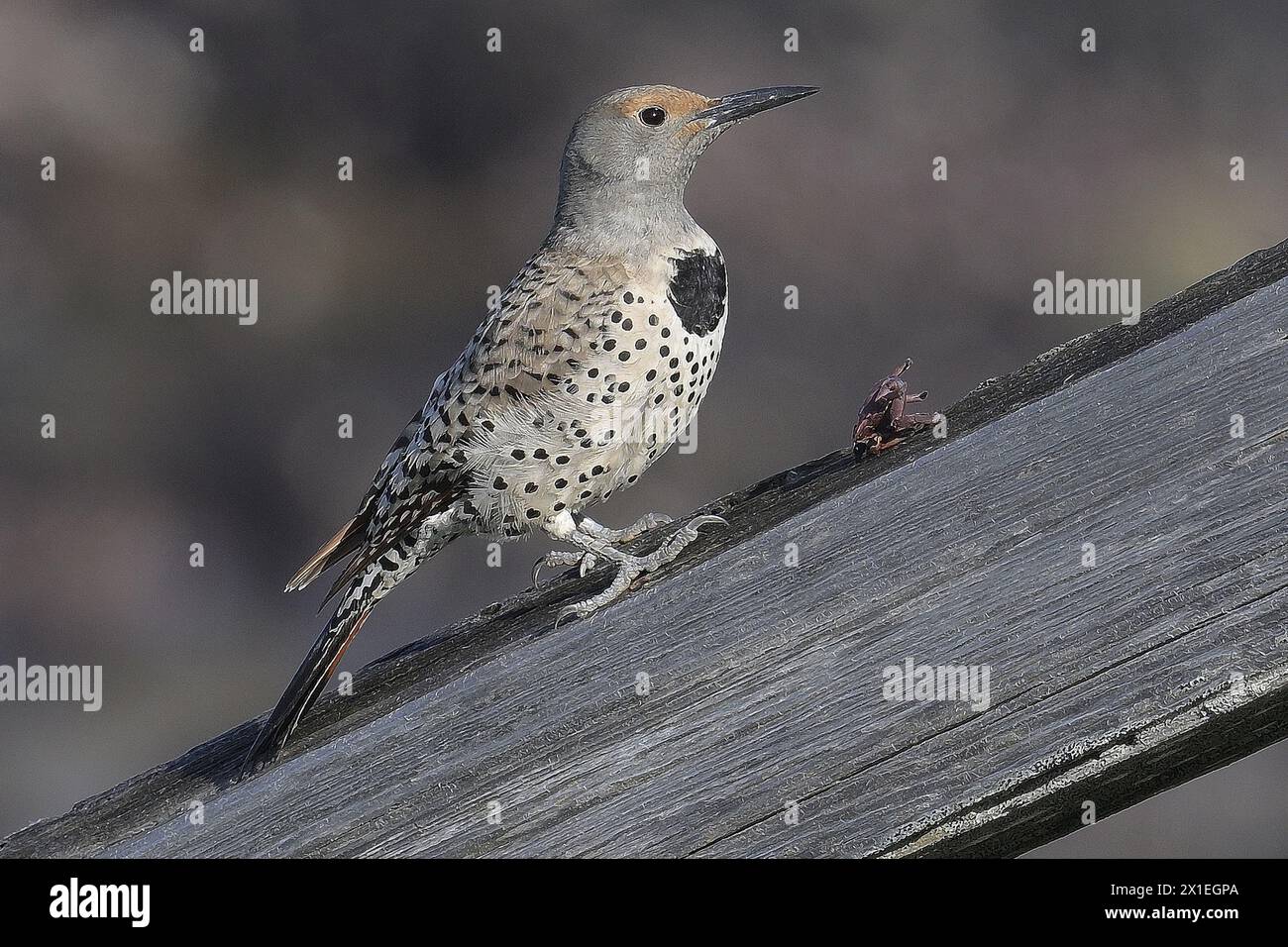 Pacific Grove, California, USA. 16th Apr, 2024. Northern Flicker ...