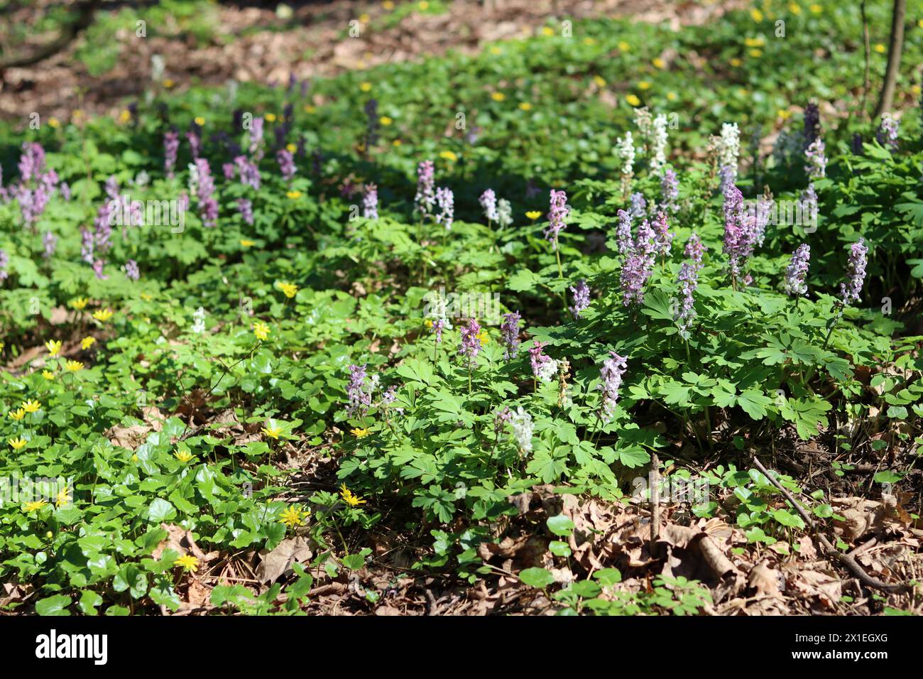 Spring day in a forest. Wildflowers in the woods. Sunny calm day in ...