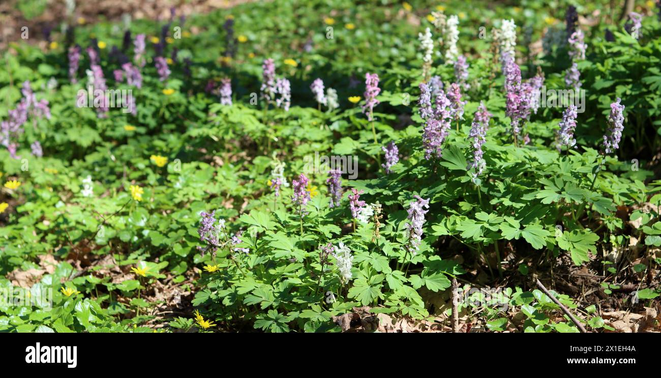 Spring day in a forest. Wildflowers in the woods. Sunny calm day in ...