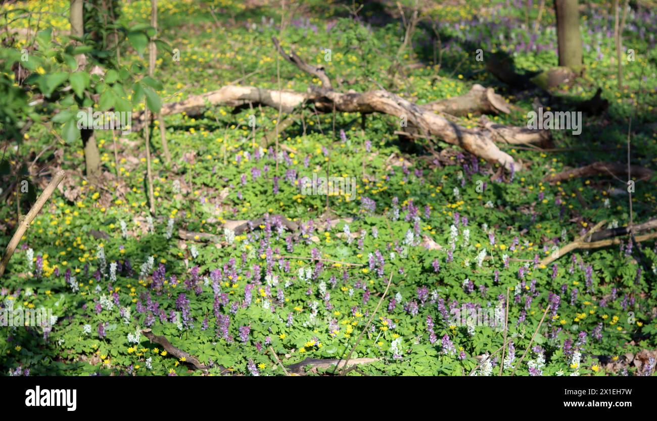 Spring day in a forest. Wildflowers in the woods. Sunny calm day in ...